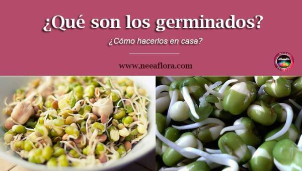 ¿Qué son los germinados? y ¿Cómo hacerlos en casa? – Plantónica ...